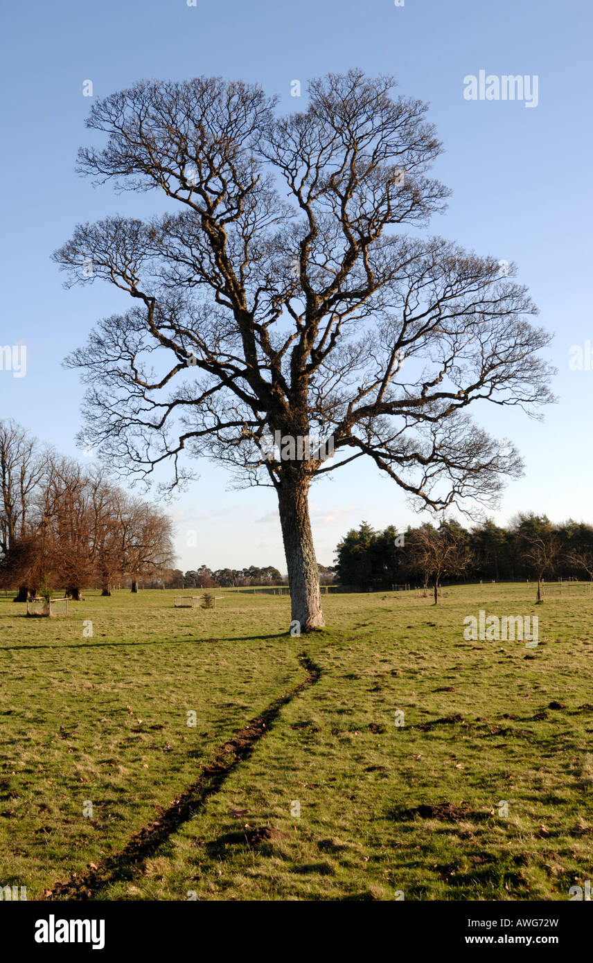 Gnarled, old, leafless Walnut tree in winter, clear blue sky behind. In ...