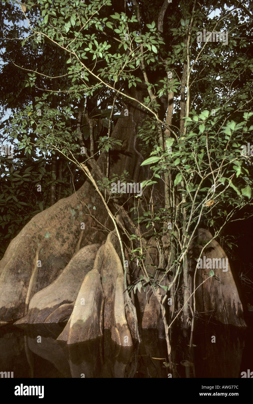 Rainforest tree with buttress roots Mazaruni River Guyana Stock Photo ...