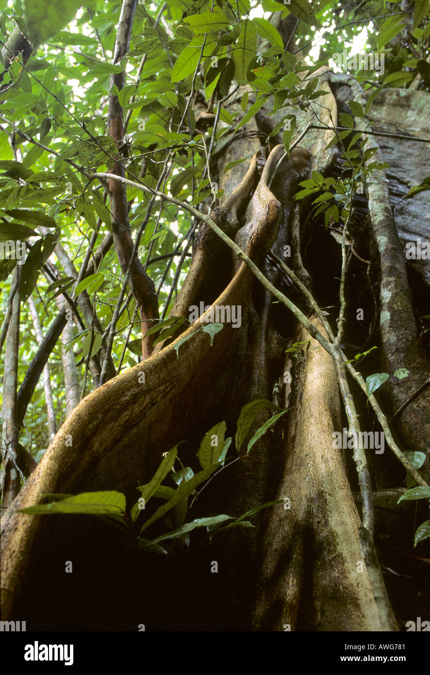Rainforest tree with buttress roots Mazaruni River Guyana Stock Photo ...