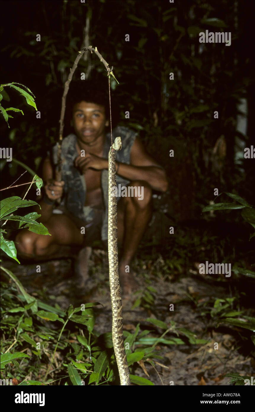 Venomous fer de lance Bothrops atrox snake caught by noose Mazaruni ...