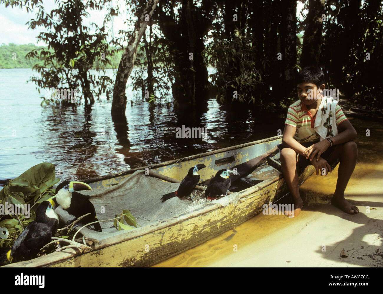 Amerindian boy looks at wild caught red billed and channel billed ...