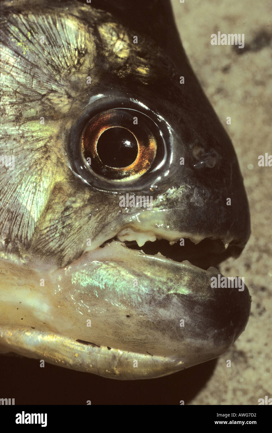 Piranha Mazaruni River Guyana Stock Photo - Alamy