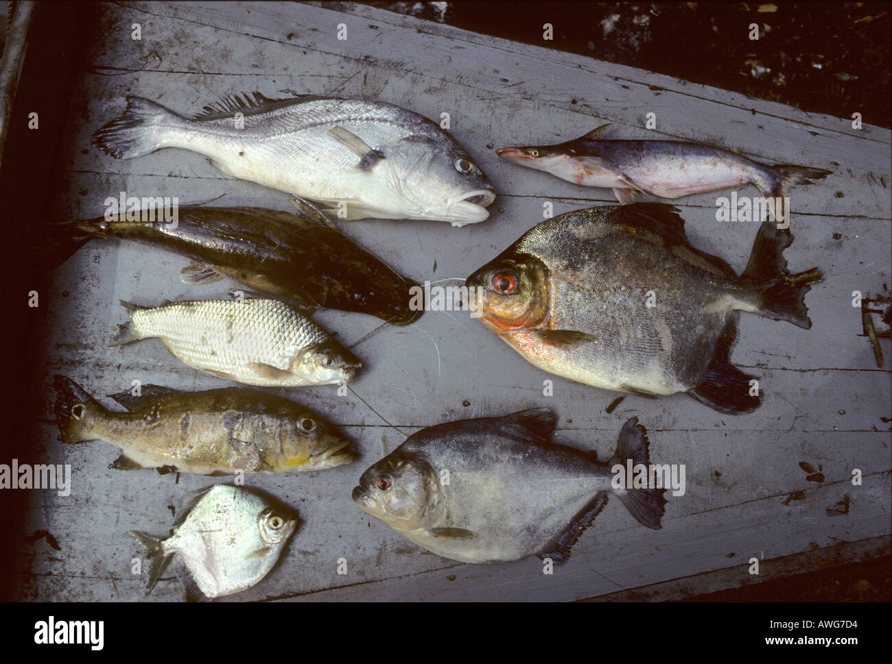 Several species of fish including piranha caught by gill net Mazaruni ...