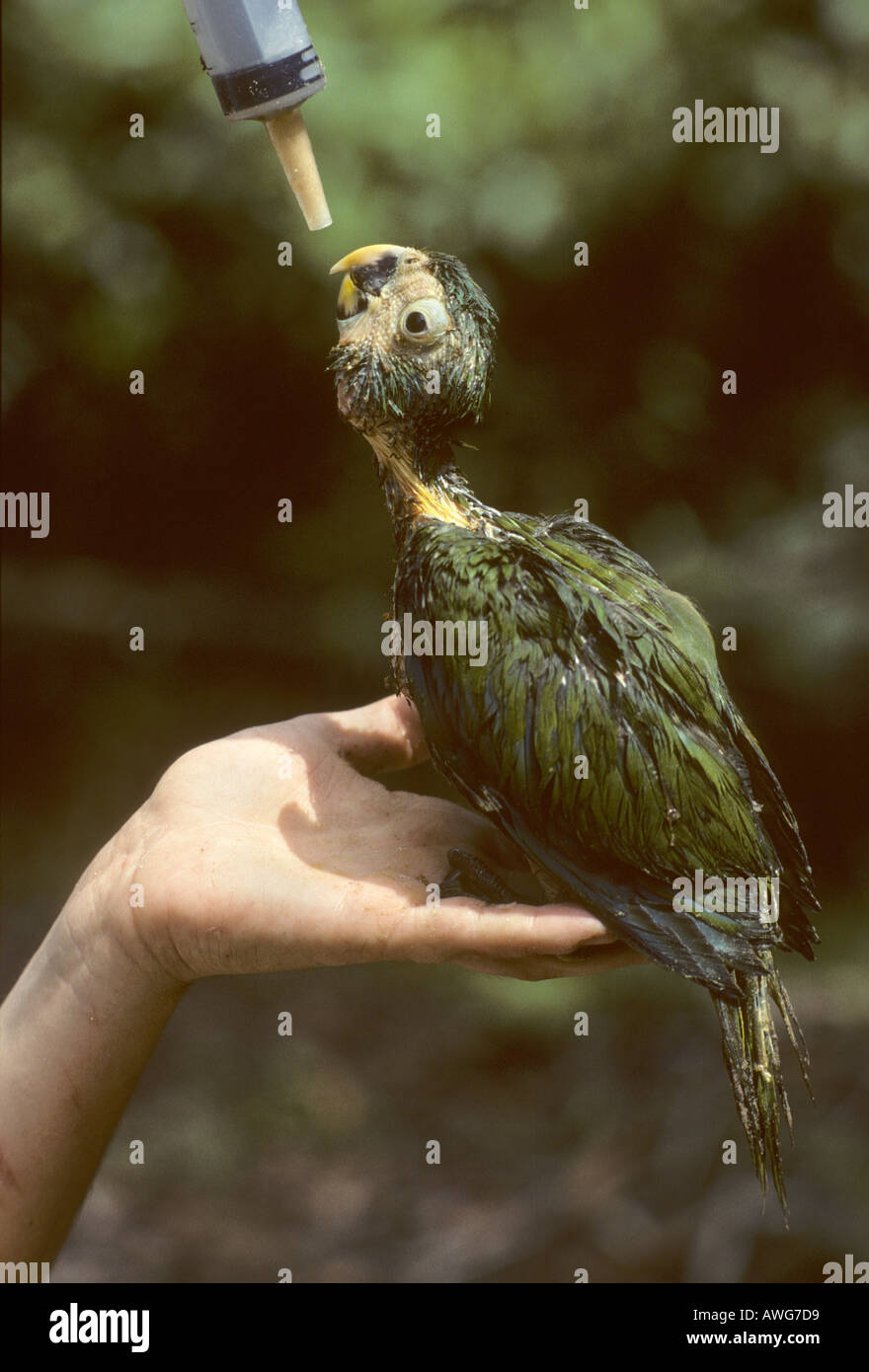 Amerindian boy Feeding macaw chick Mazaruni River Guyana Stock Photo ...