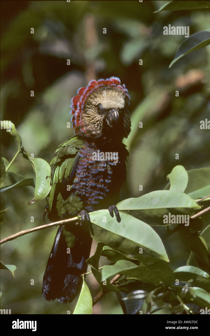 Hawk headed parrot Deroptyus accipitrinus Mazaruni River Guyana Stock ...