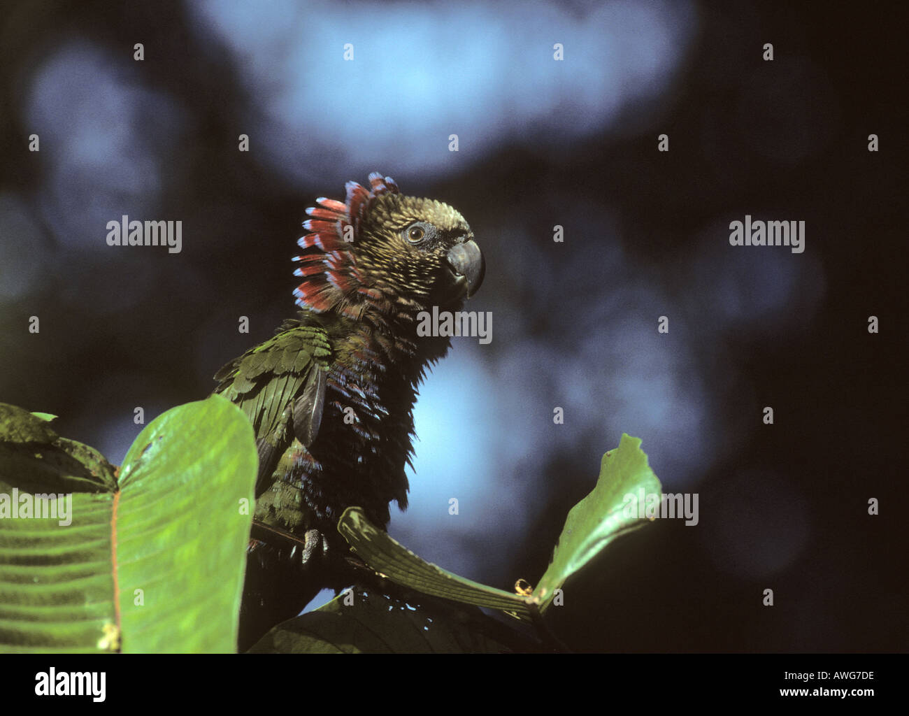 Hawk headed parrot Deroptyus accipitrinus Mazaruni River Guyana ...