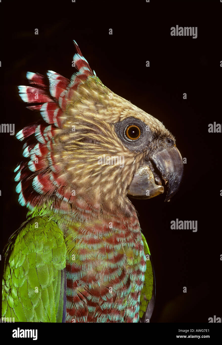 Hawk headed parrot Deroptyus accipitrinus Mazaruni River Guyana ...