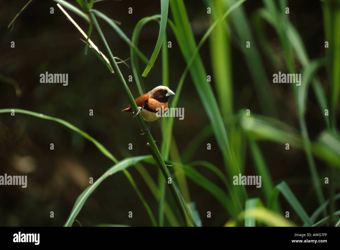 Bull breasted finch hi-res stock photography and images - Alamy