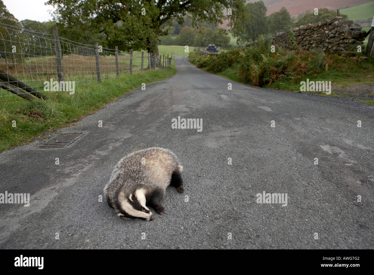 Badger killed by traffic lies in the road Lake District National Park ...