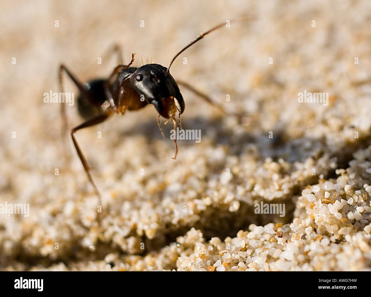 close-up of an ant Stock Photo - Alamy