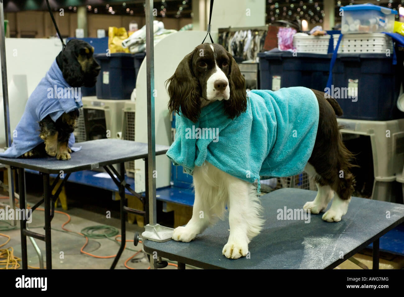 Dogs springer spaniel dog hi-res stock photography and images - Alamy