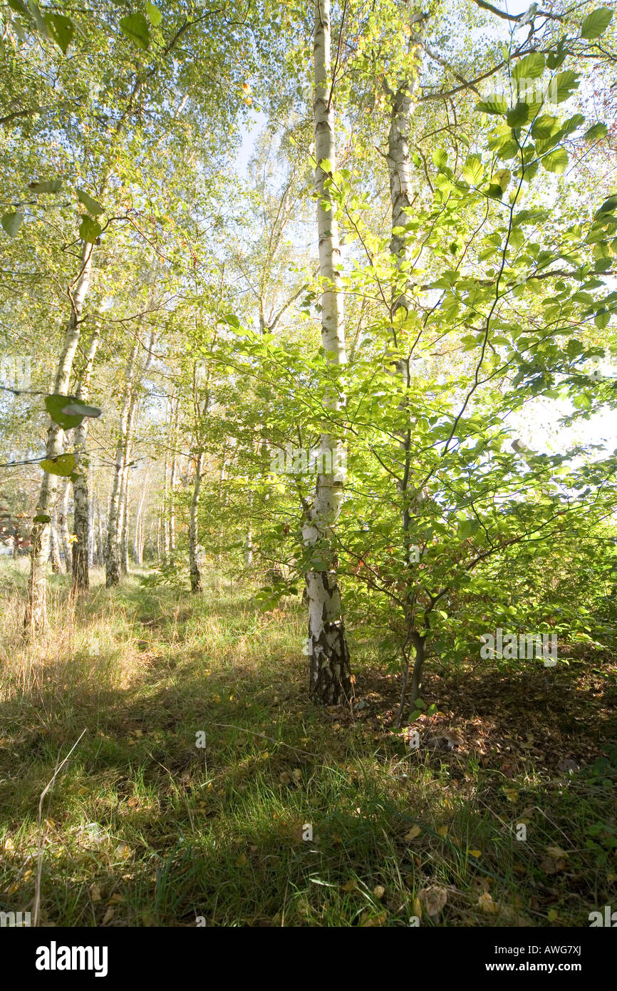 small forest of birches in the autumn Stock Photo - Alamy