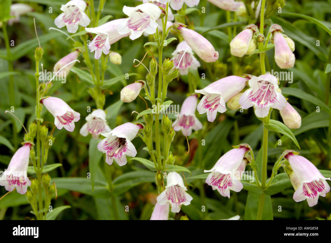 Penstemon plant house hi-res stock photography and images - Alamy