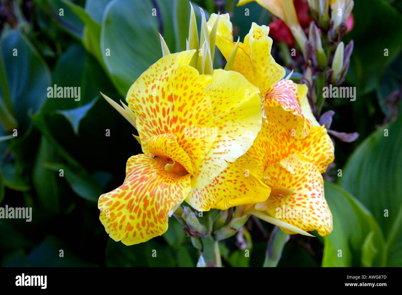 Canna Cleopatra Stock Photos & Canna Cleopatra Stock Images - Alamy