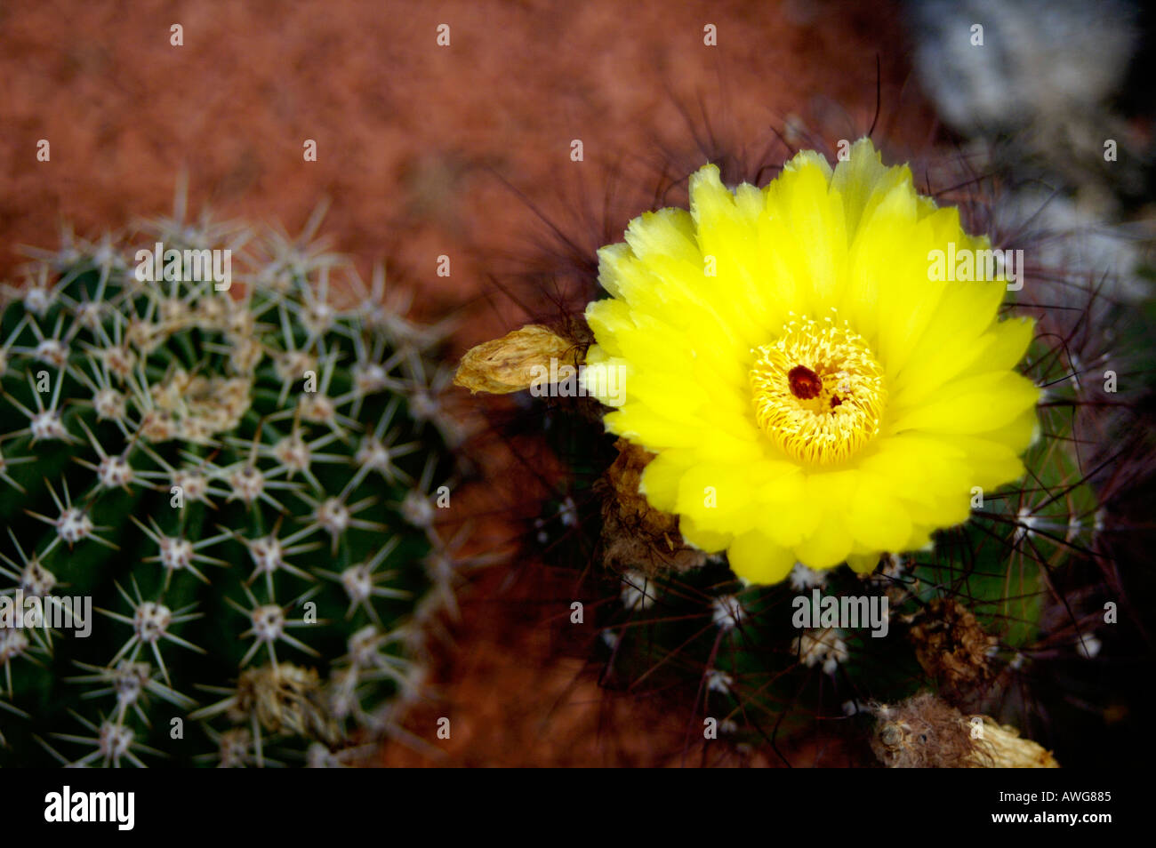 Notocactus ottonis hi-res stock photography and images - Alamy