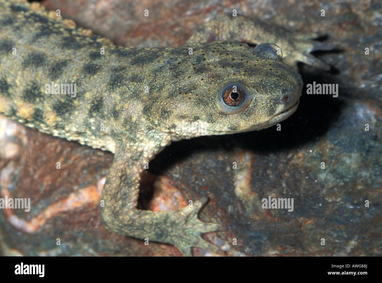 Iberian ribbed newt, Pleurodeles waltl, Spain Stock Photo - Alamy