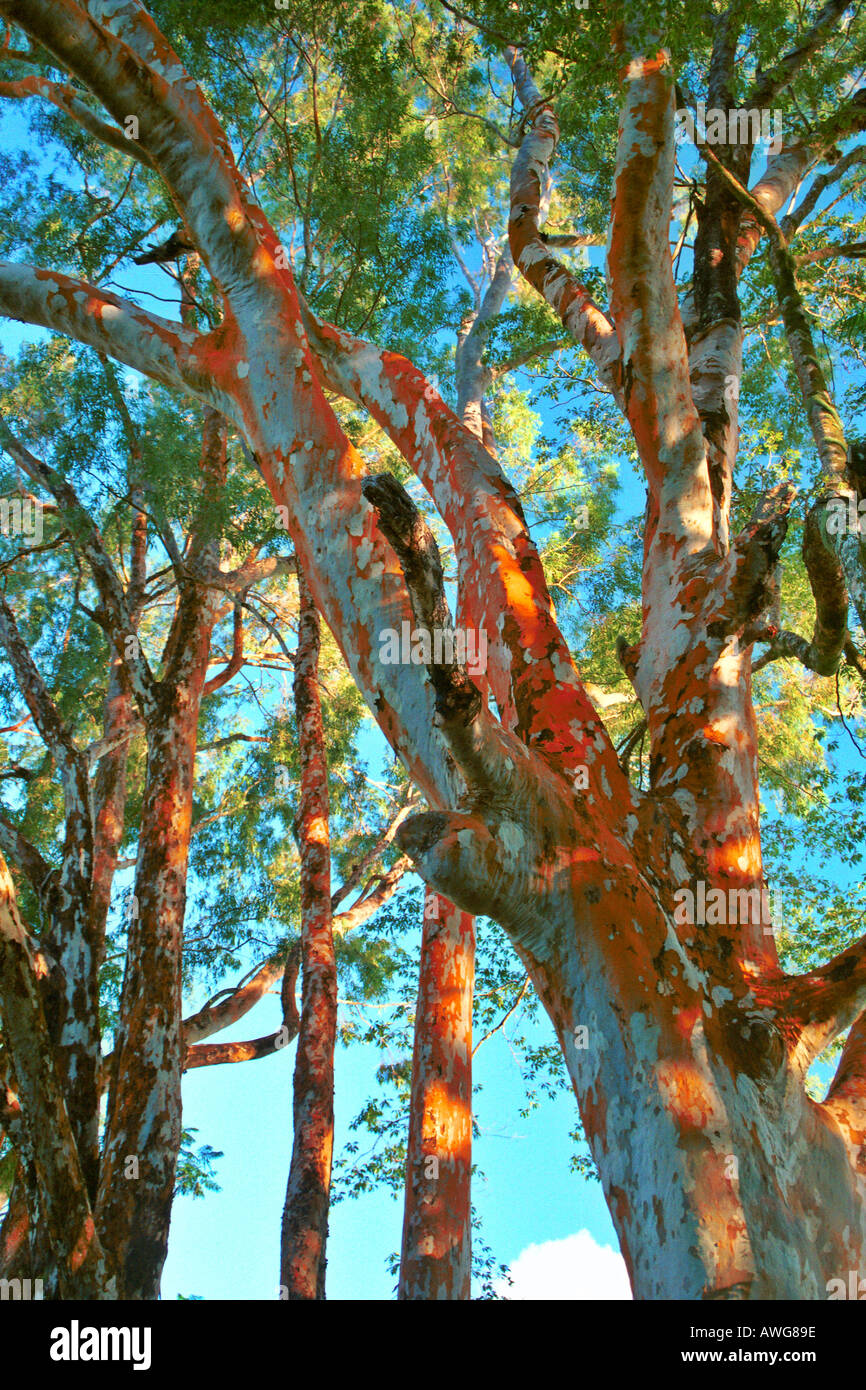 Trees along side on back road on the island of Tahiti Iti Stock Photo ...