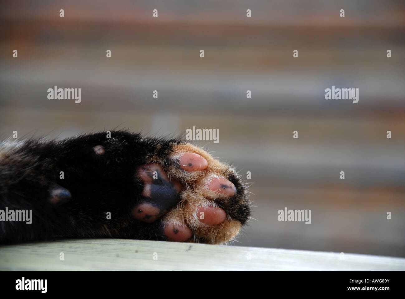 Cat paw hi-res stock photography and images - Alamy