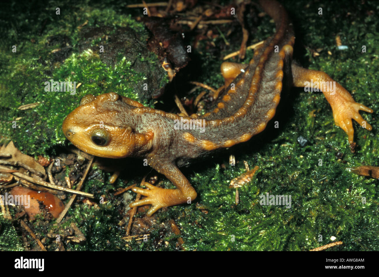 Tylototriton verrucosus, Tibet or crocodile salamander Stock Photo - Alamy