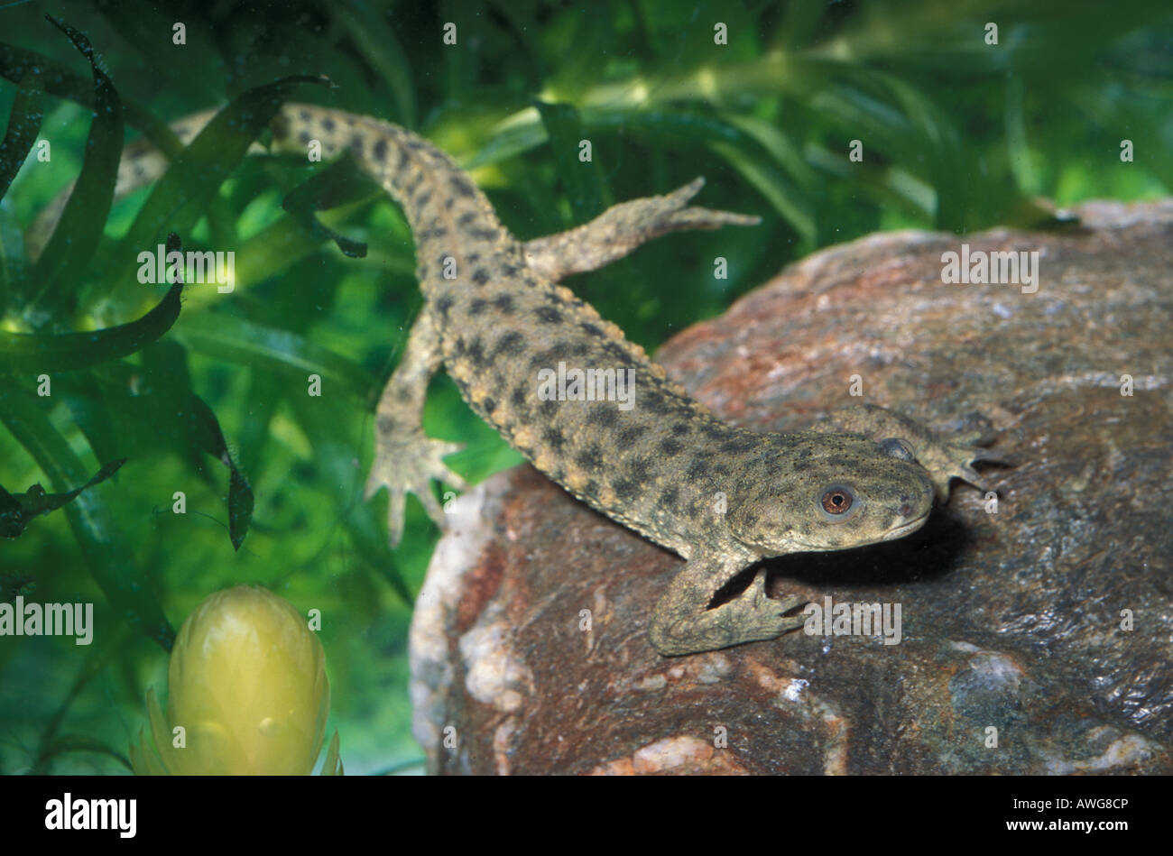 Newts Of Spain High Resolution Stock Photography and Images - Alamy