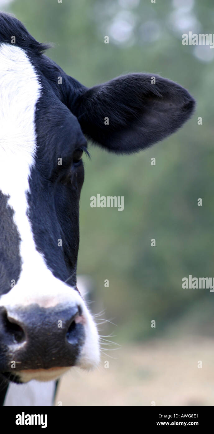 Holstein Friesian Face