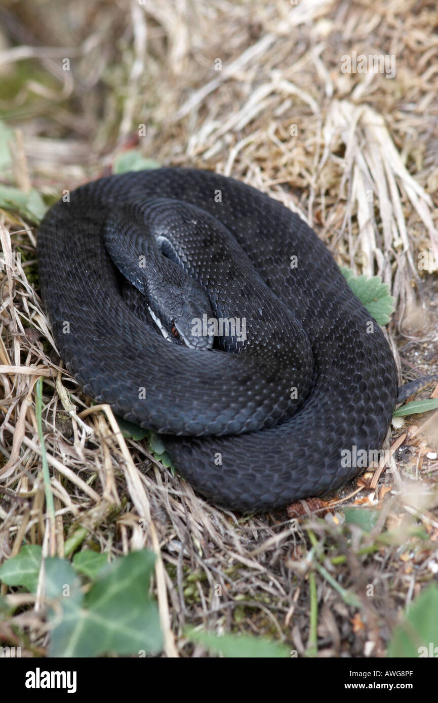 Black adder hi-res stock photography and images - Alamy