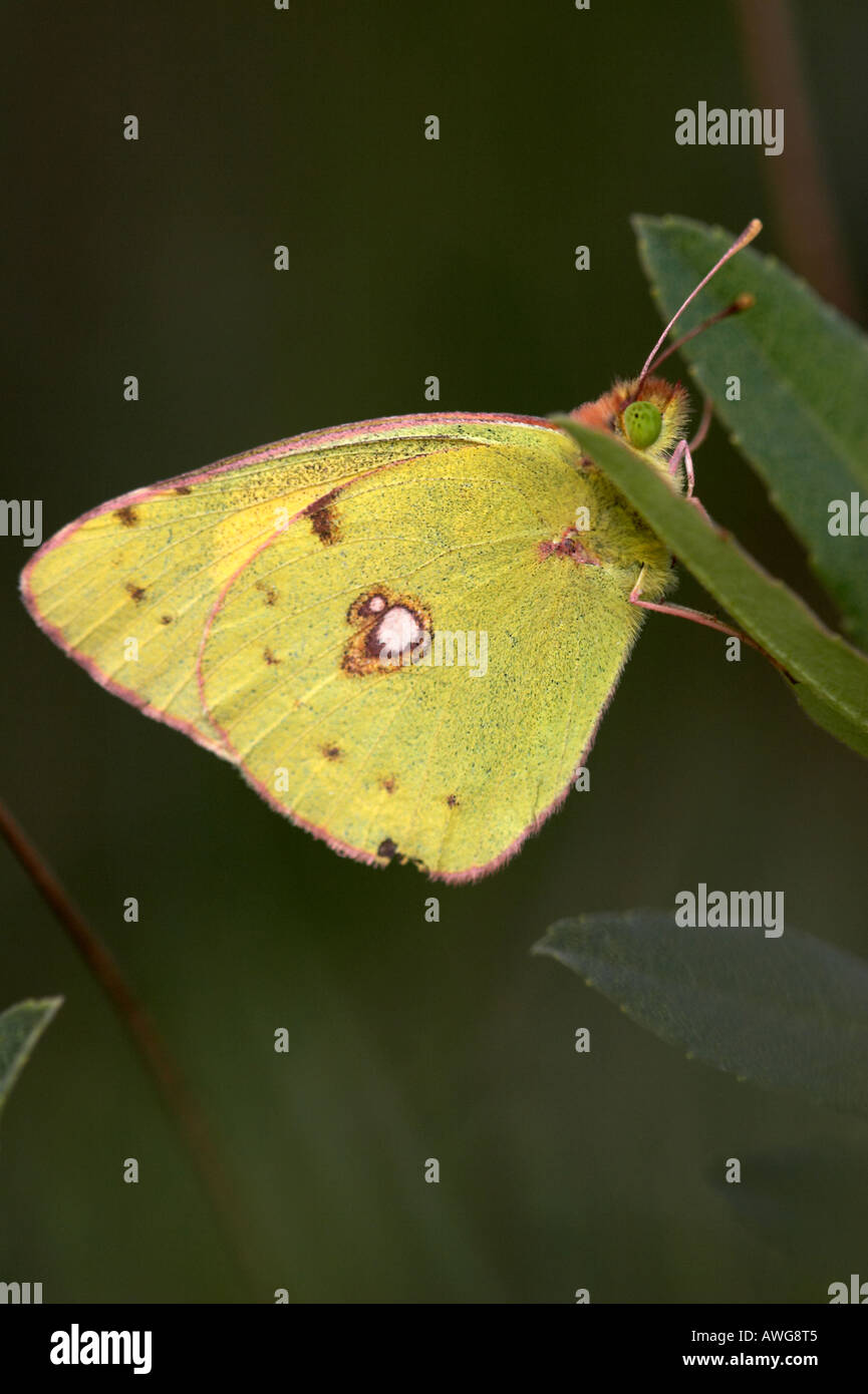 Clouded yellow butterfly hi-res stock photography and images - Alamy