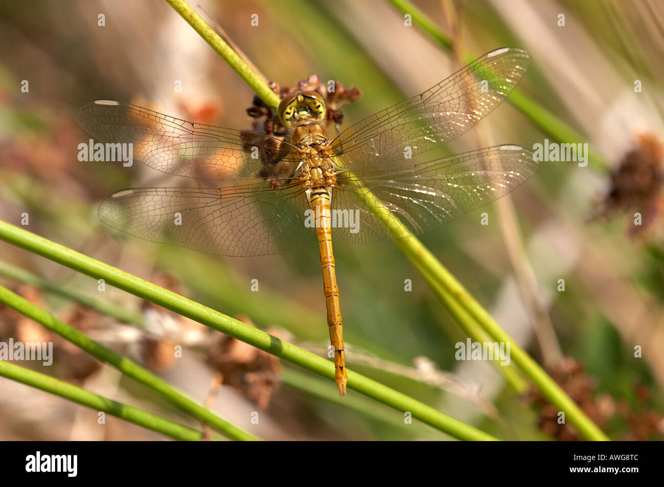 Female Common Darter Dragonfly Stock Photo - Alamy