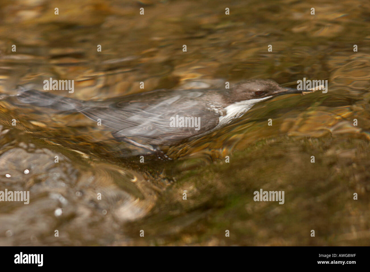 Dipper feeding underwater Stock Photo - Alamy
