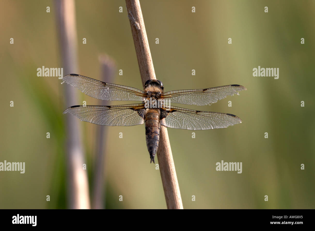 Four Spotted Chaser Stock Photo - Alamy