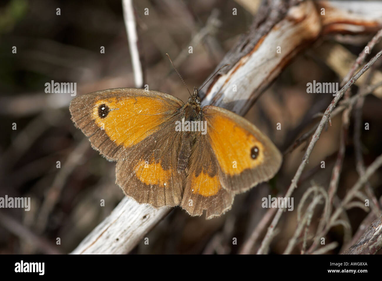 Female gatekeeper hi-res stock photography and images - Alamy