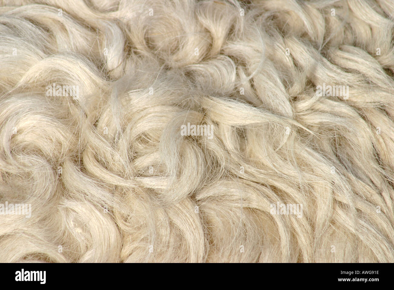 How to shave sheep hi-res stock photography and images - Alamy