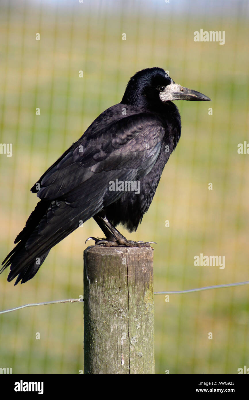 He crow hi-res stock photography and images - Alamy