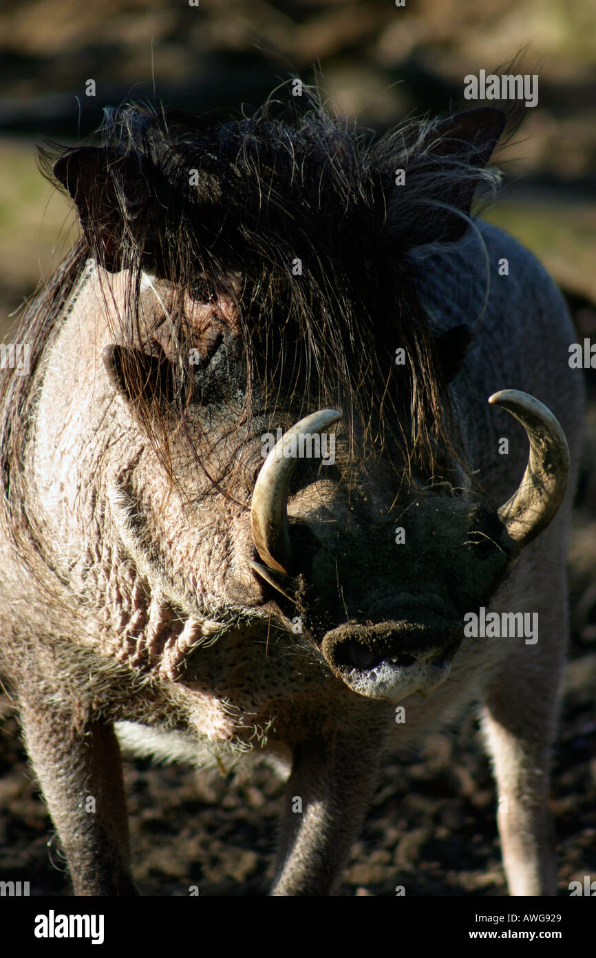 Boar horn hi-res stock photography and images - Alamy