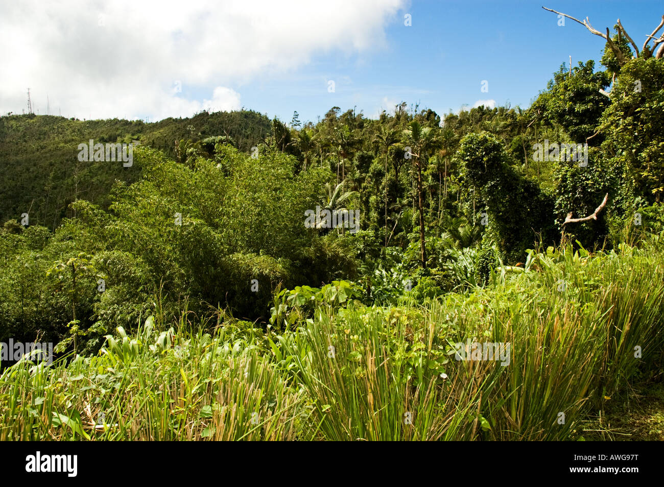 Looking from the road at Grand Etang National Park and Forest Reserve ...