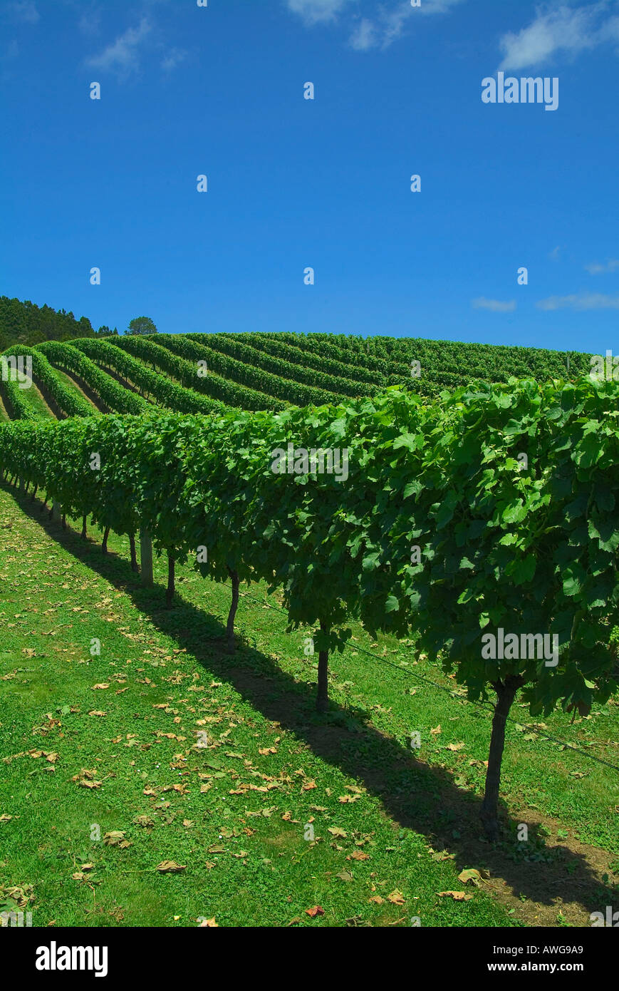 New Zealand wine vineyards at Ascension Makatana north of Auckland ...