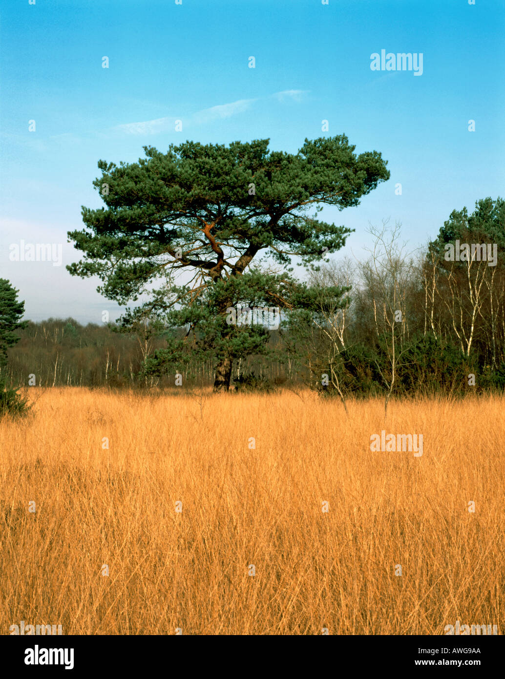 Wisley Common in Surrey England showing tall yellow grass and fir trees ...