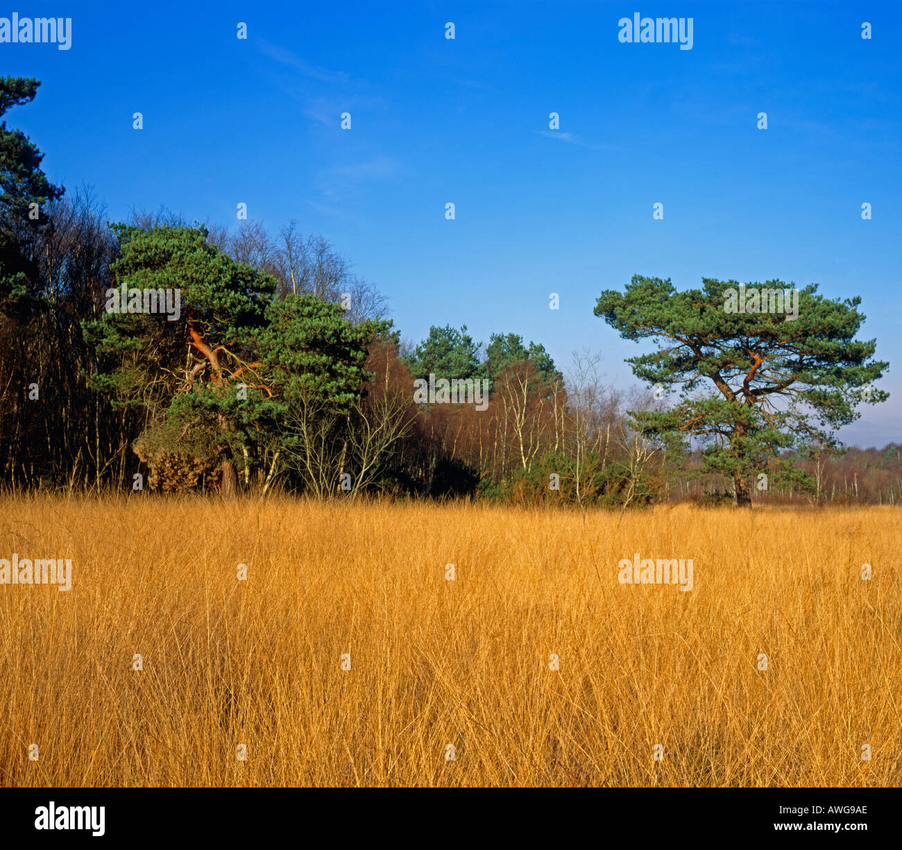Tall yellow grass hi-res stock photography and images - Alamy