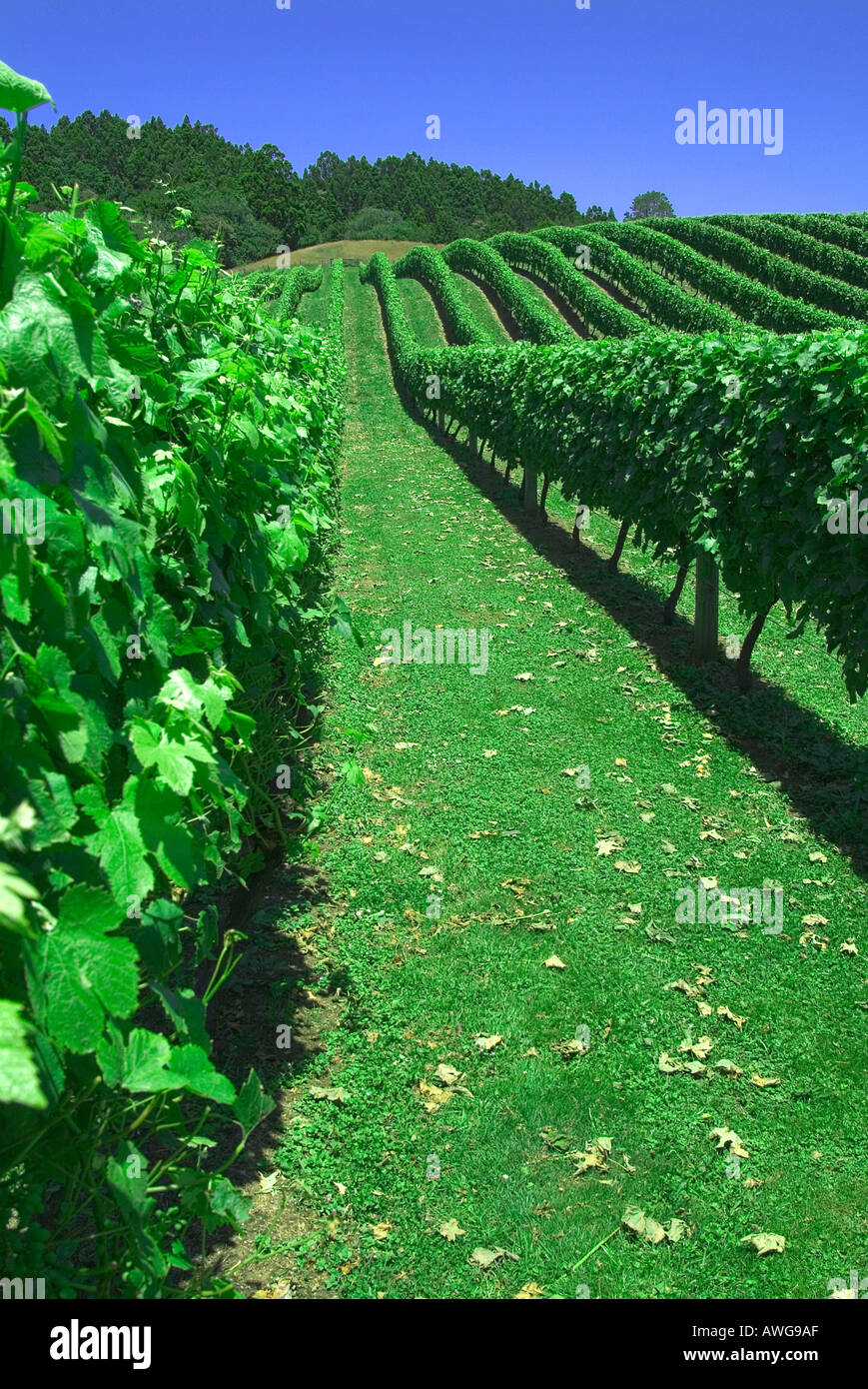 New Zealand wine vineyards at Makatana north of Auckland Stock Photo ...
