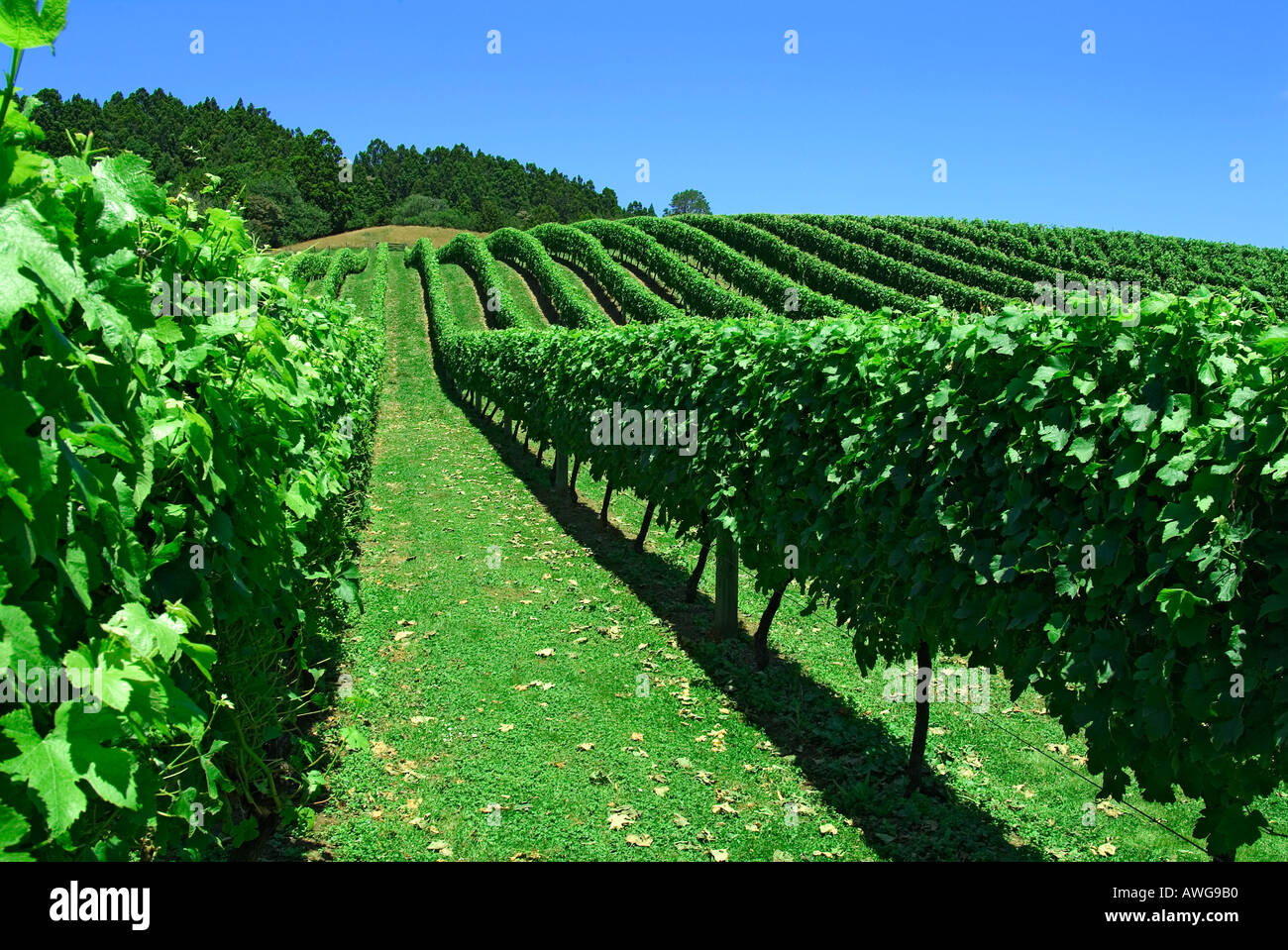New Zealand wine vineyards at Makatana north of Auckland Stock Photo ...