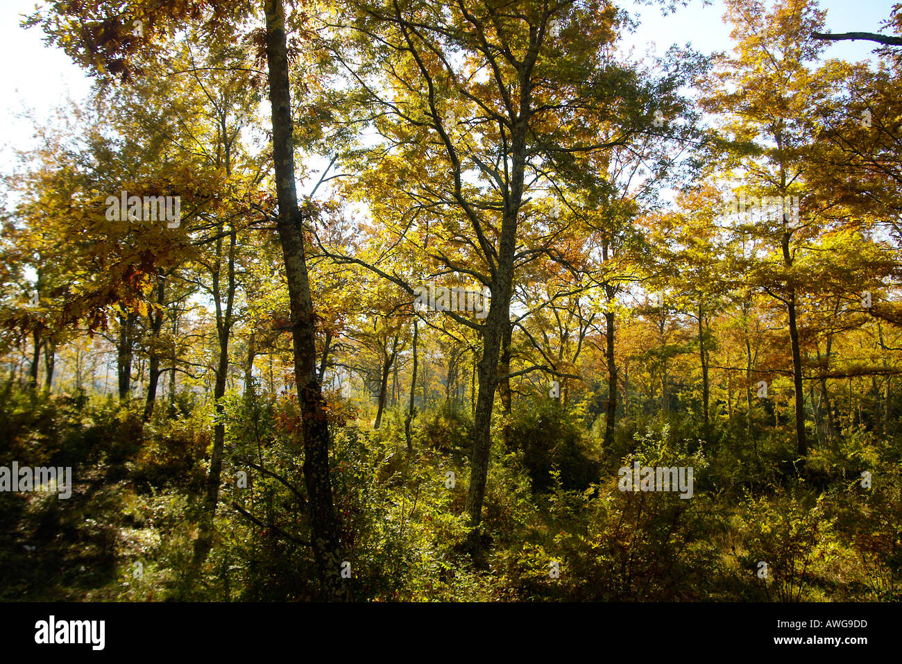 Arbour italy hi-res stock photography and images - Alamy