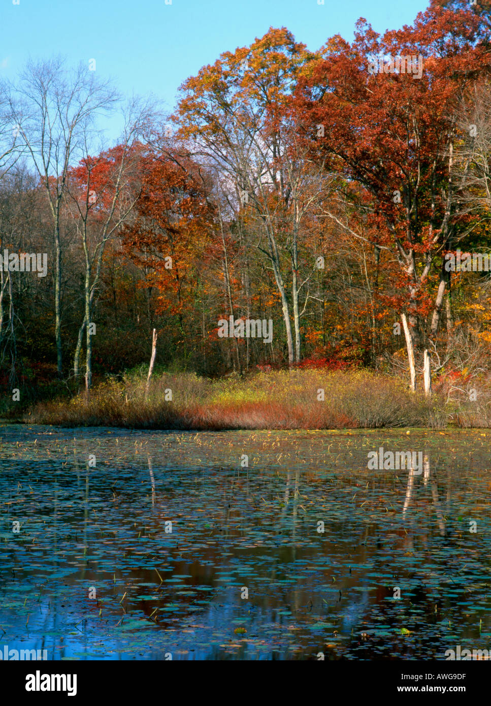 Roadside pond hi-res stock photography and images - Alamy