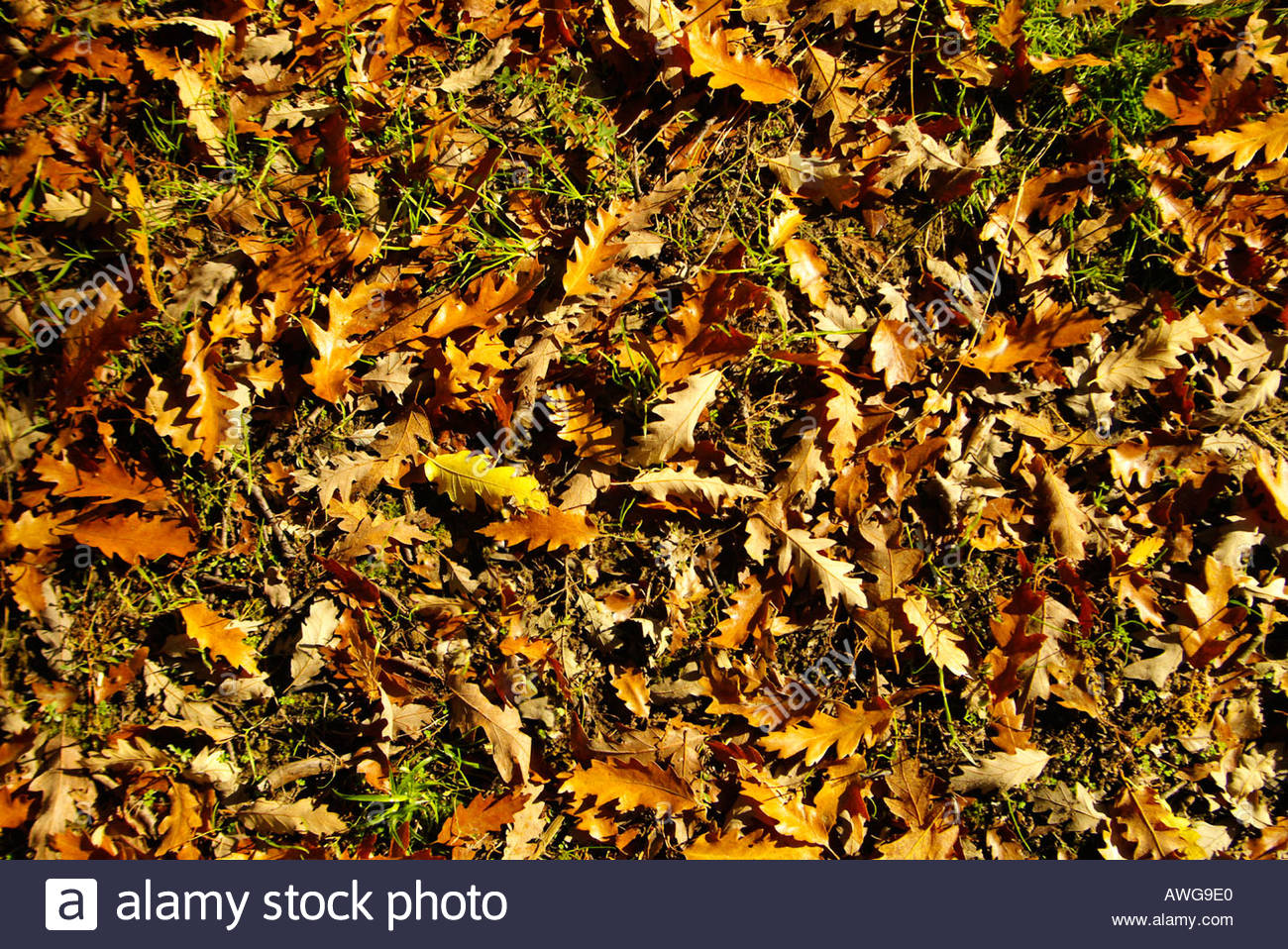 Russet oak leaves hi-res stock photography and images - Alamy