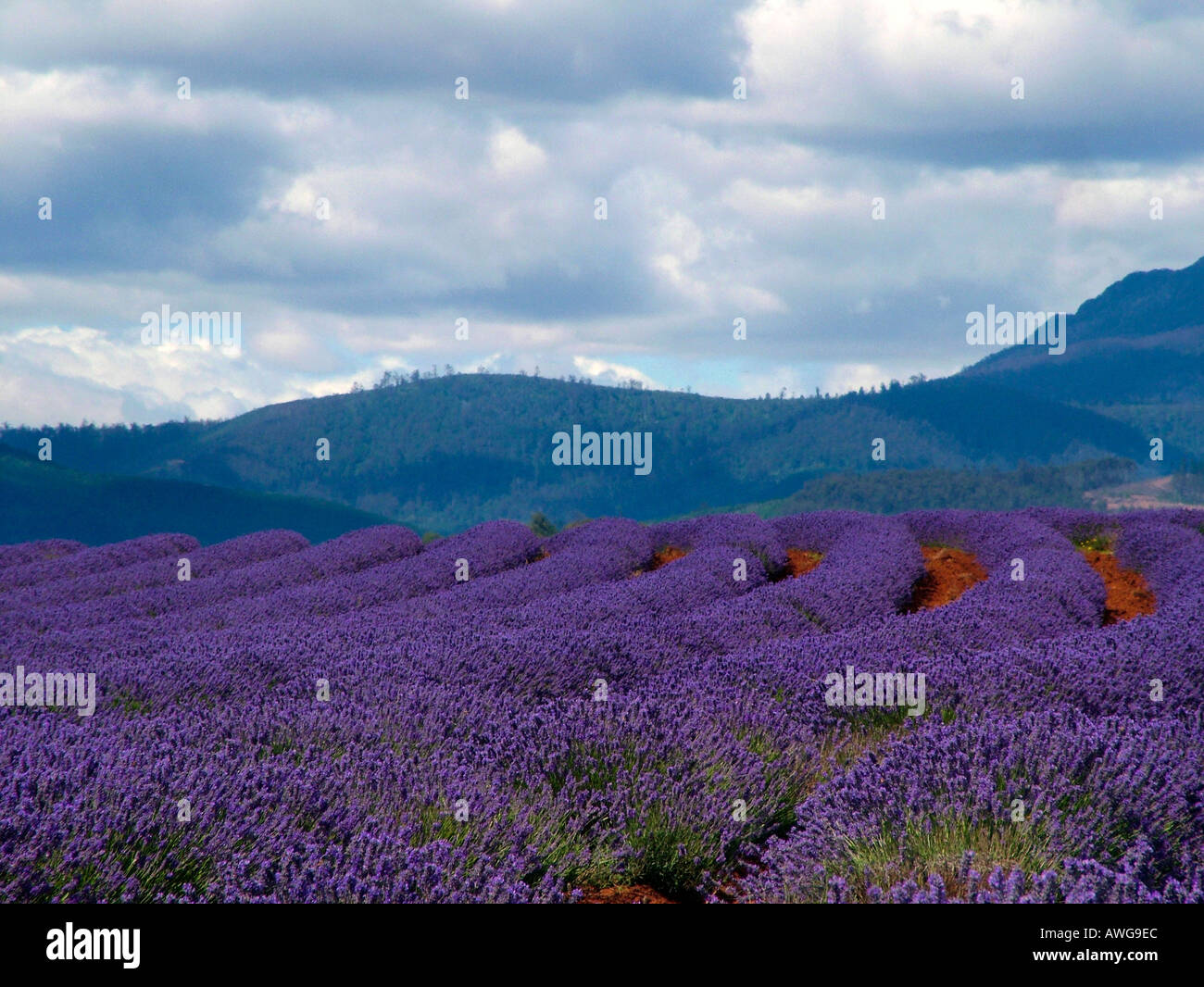 Lavender fields at Bridestone Lavender Farm Nabowla Tasmania Australia ...