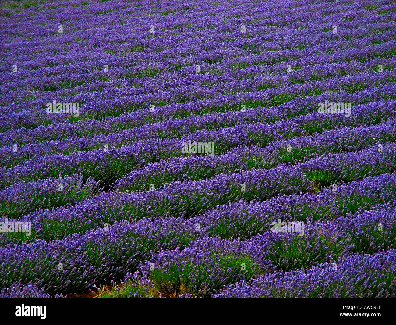 Tasmania lavender farm hi-res stock photography and images - Alamy