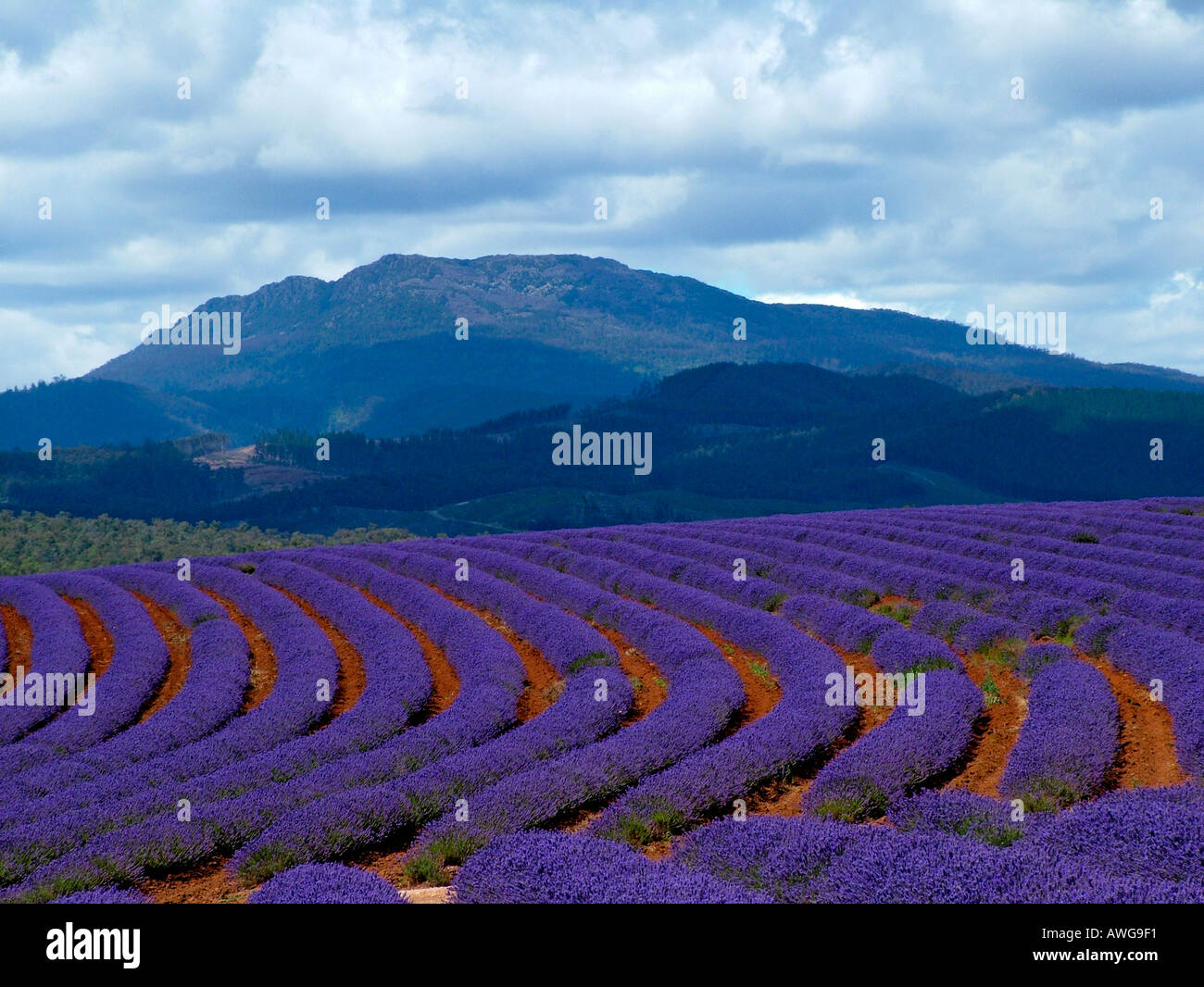 Lavender fields at Bridestone Lavender Farm Nabowla Tasmania Australia ...