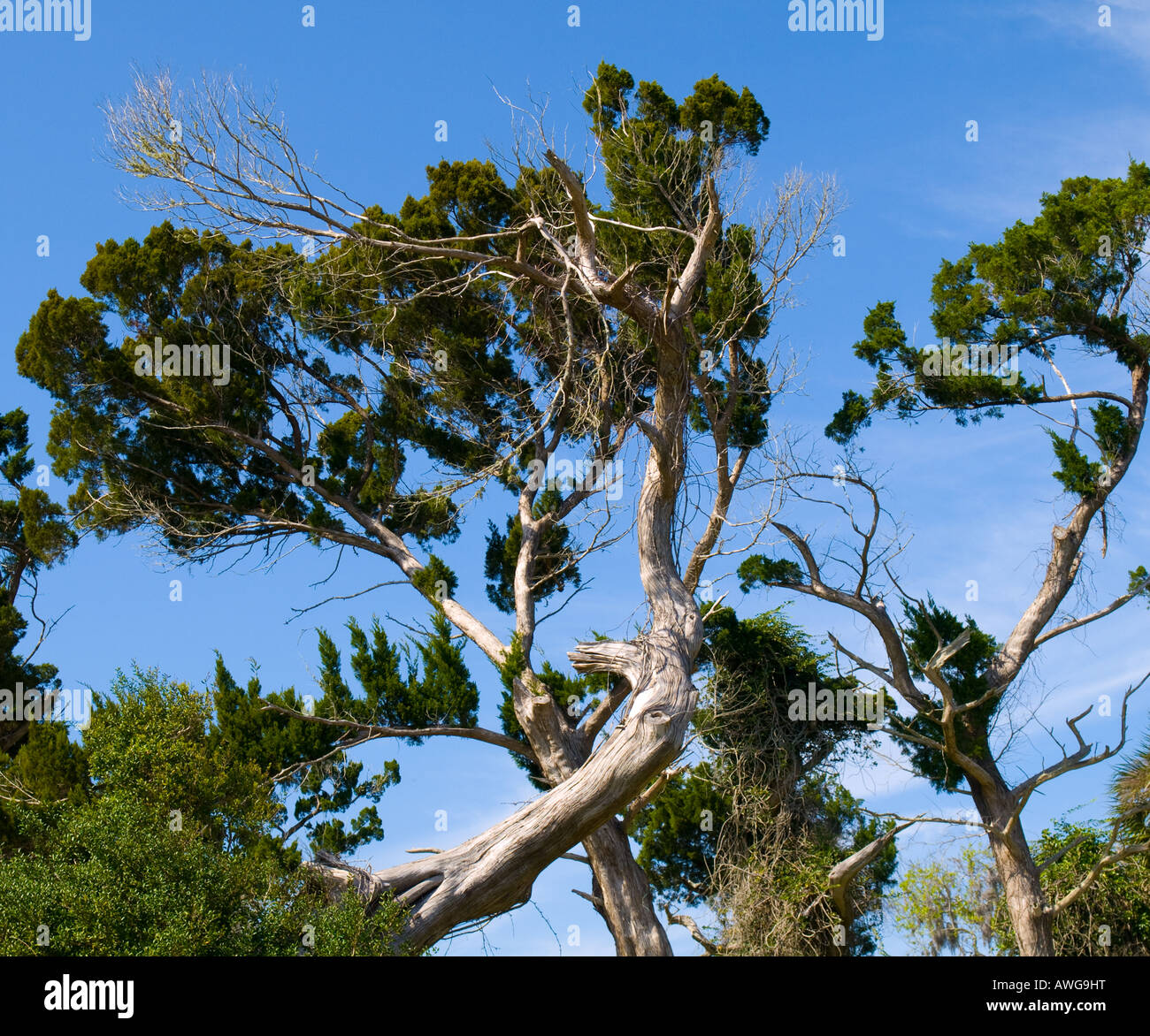 Windblown pine hi-res stock photography and images - Alamy
