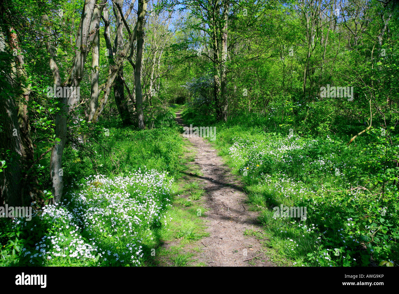 Footpath in Beautiful Spring Green Woodland with flowers either side ...