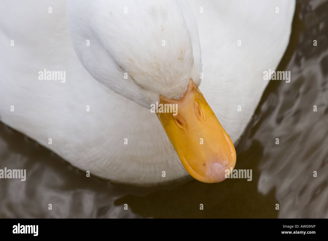 Top-down view of a Pekin Duck Stock Photo - Alamy
