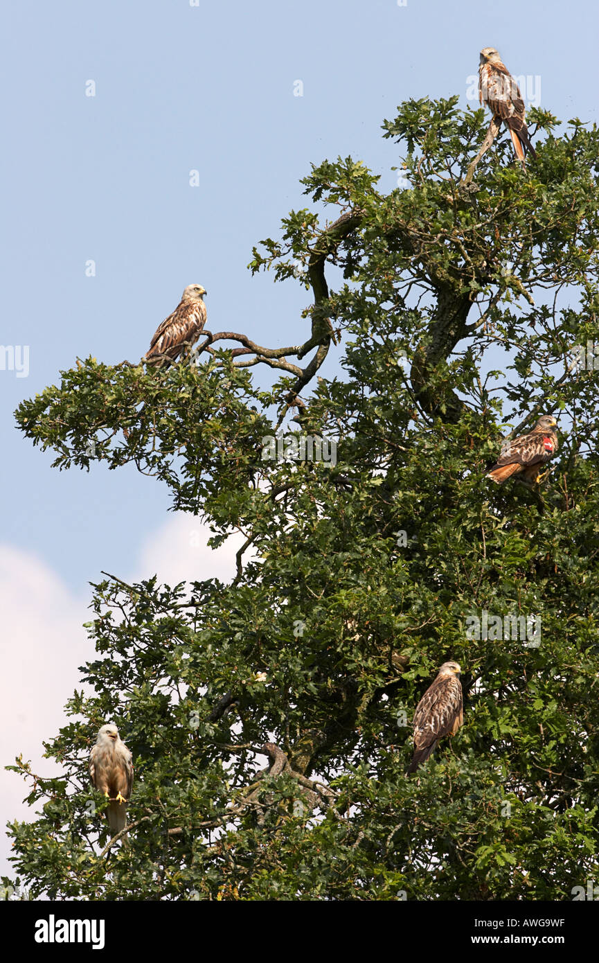 Red Kites in tree Stock Photo - Alamy